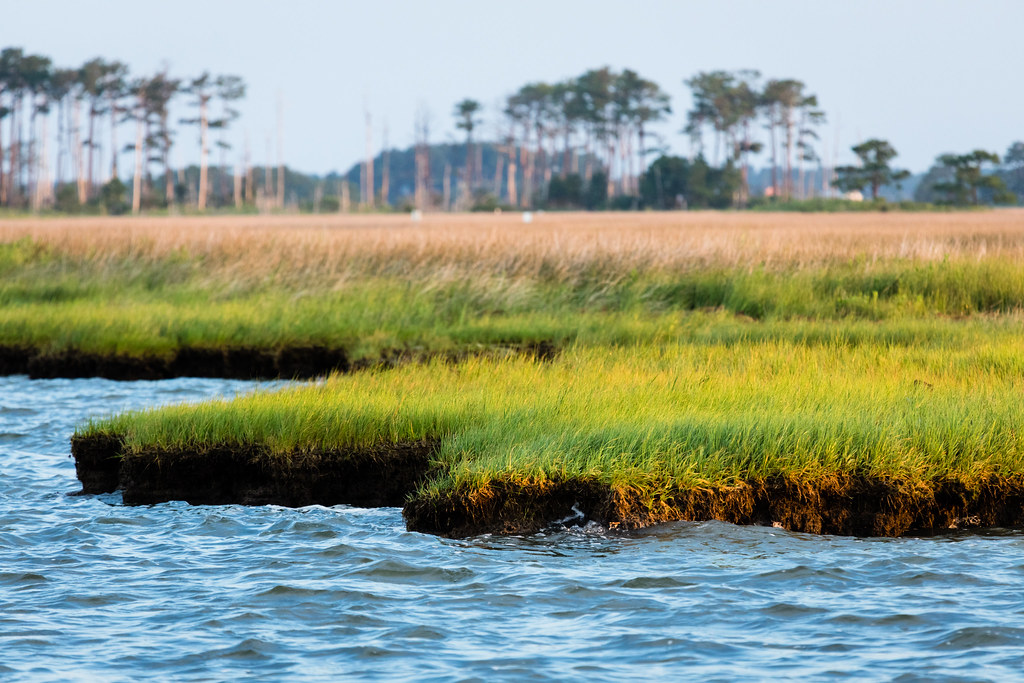 Wildlife and Habitat